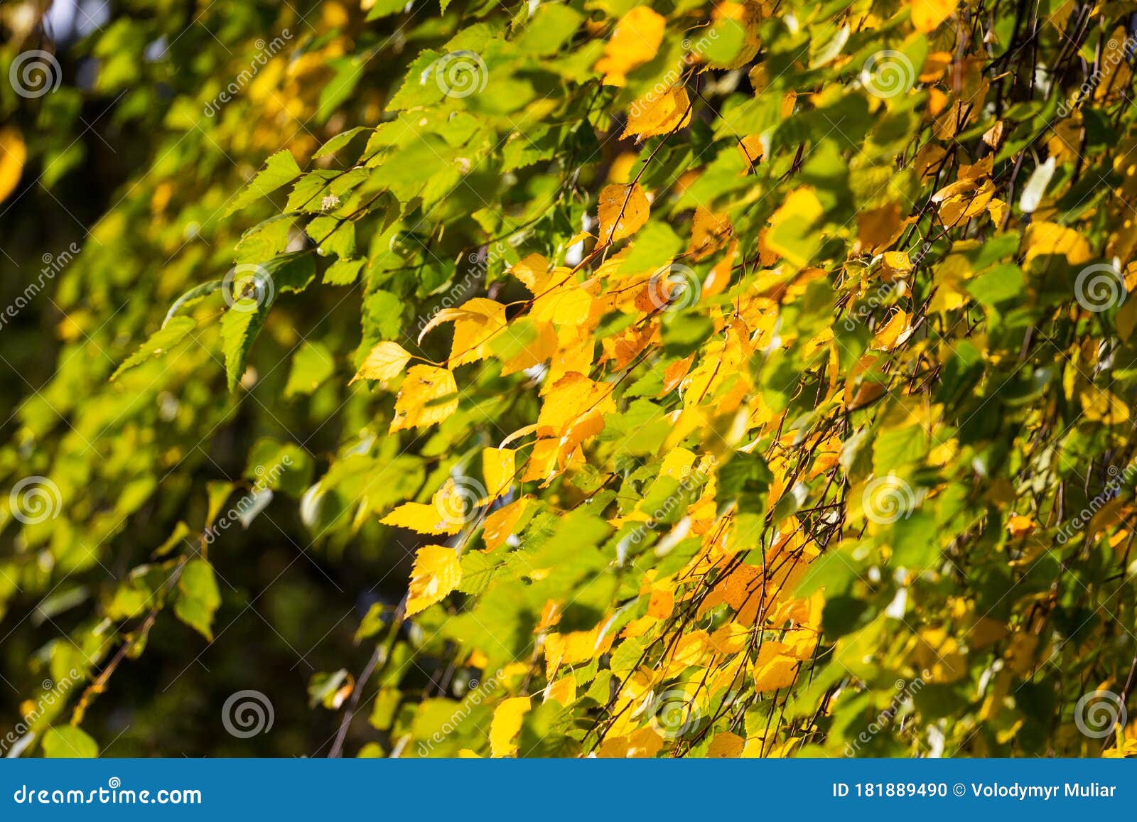 Birch Branches with Autumn Leaves in Windy Weather Stock Photo - Image ...