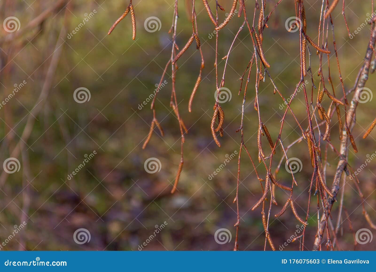 Birch Branches with Catkins in Spring. Beginning of Pollen Allergy ...
