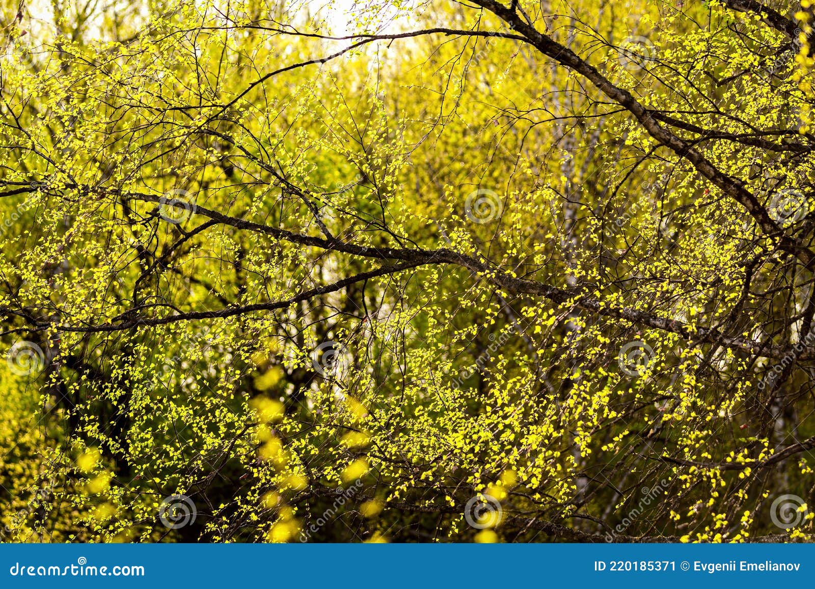 Birch Branches Covered with Young Bright Foliage and Illuminated by the ...
