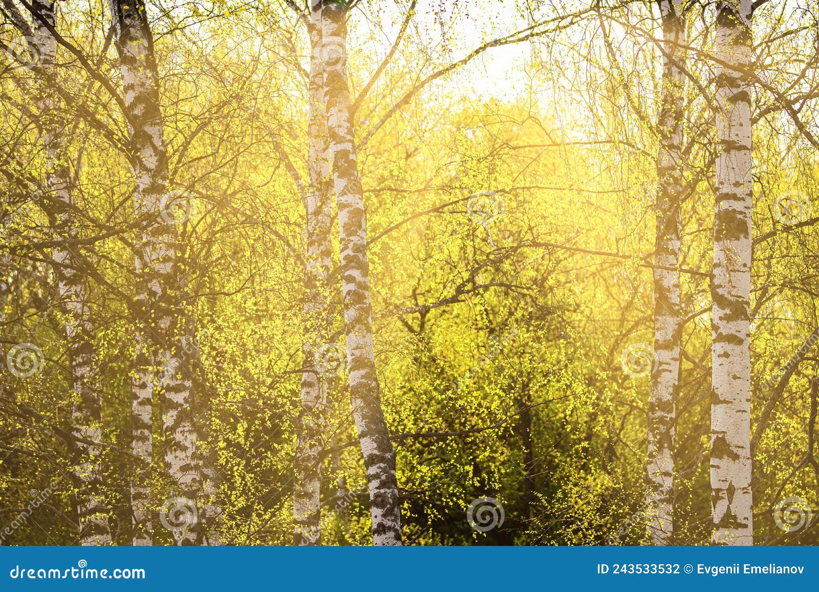 Birch Branches Covered with Young Bright Green Foliage and Illuminated ...