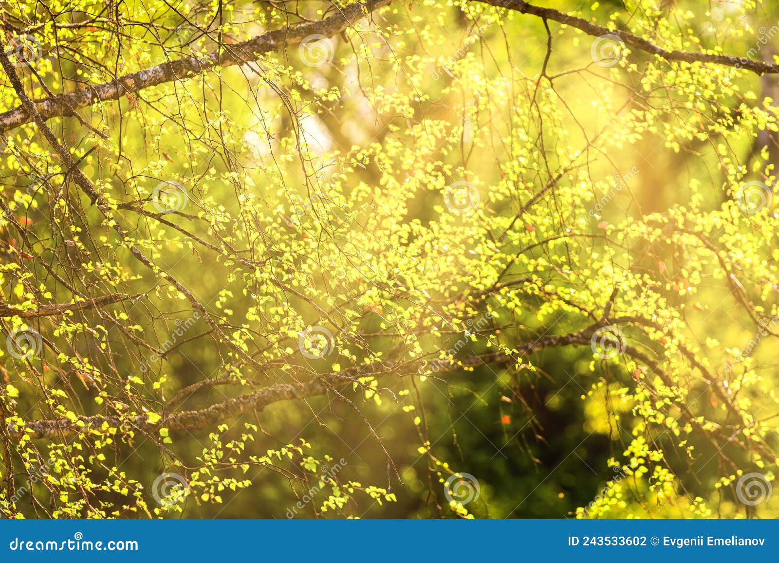Birch Branches Covered with Young Bright Green Foliage and Illuminated ...