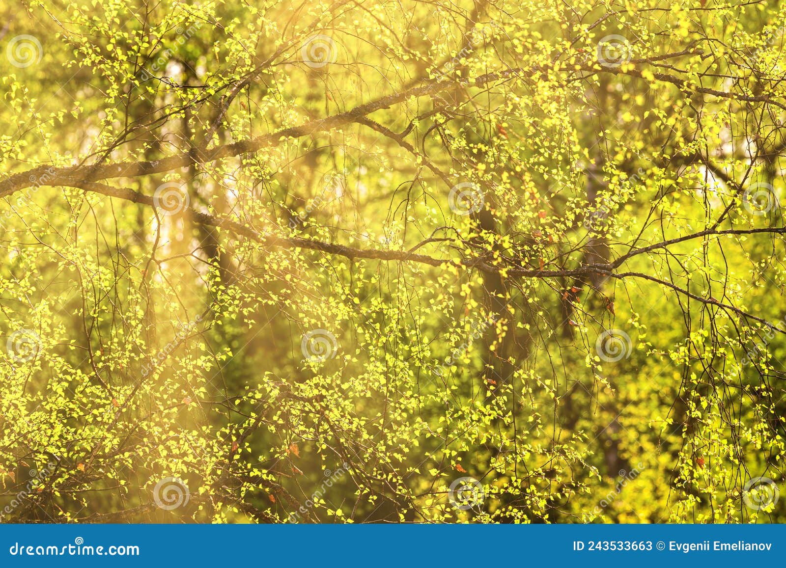 Birch Branches Covered with Young Bright Green Foliage and Illuminated ...