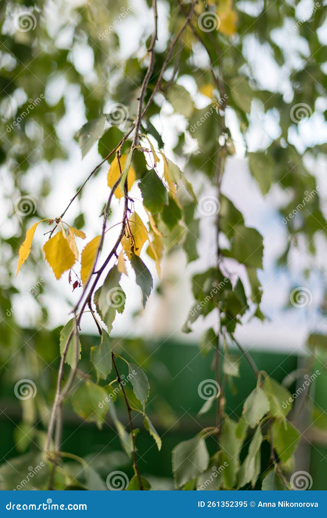 Birch Branches with Leaves. Stock Image - Image of branches, foliage ...