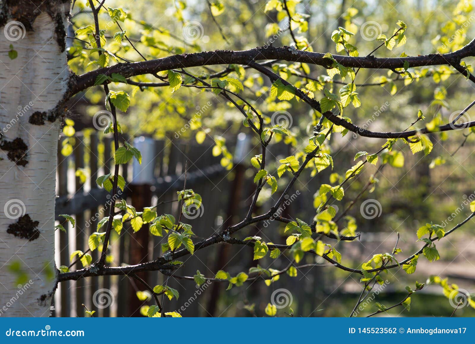 Birch branches in spring stock photo. Image of branch - 145523562
