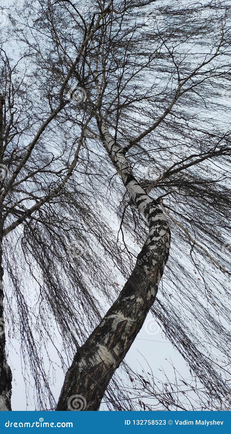 Birch branches texture stock image. Image of texture - 132758523
