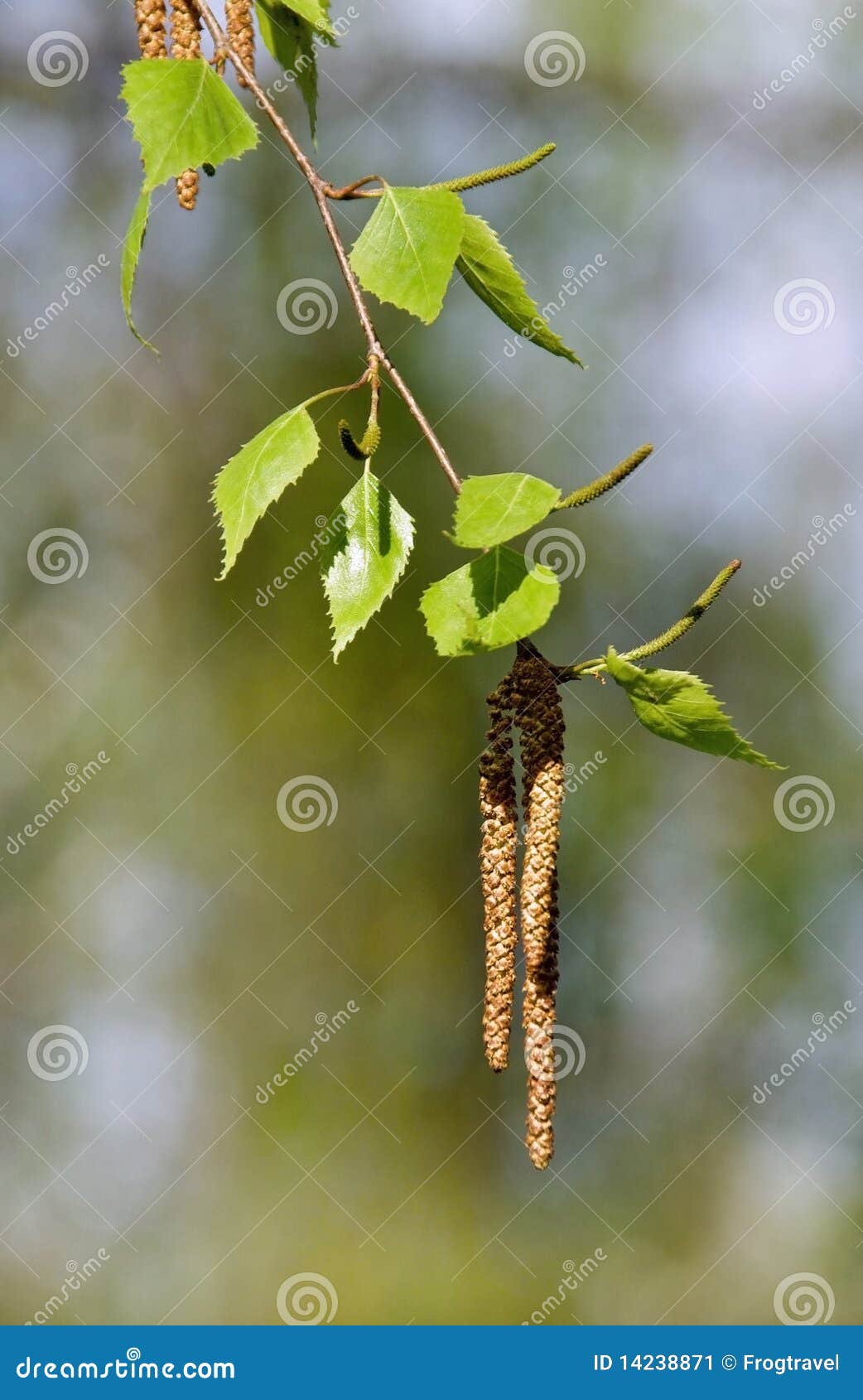 Birch buds stock image. Image of garden, vegetation, golden - 14238871