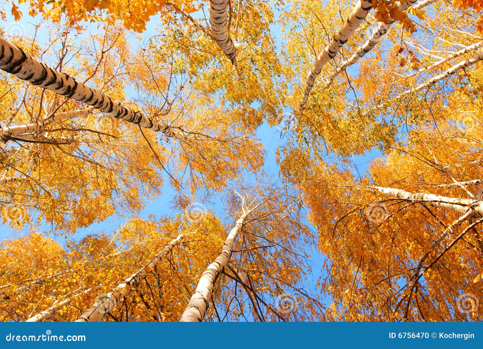 Birch canopy stock photo. Image of leaves, background - 6756470