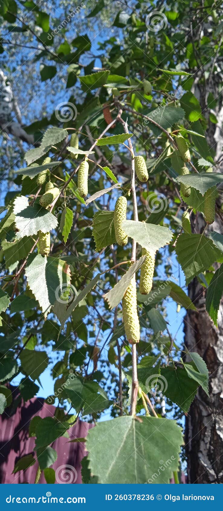 Birch Catkin Leaves Grows in the Garden. Stock Photo - Image of fruit ...
