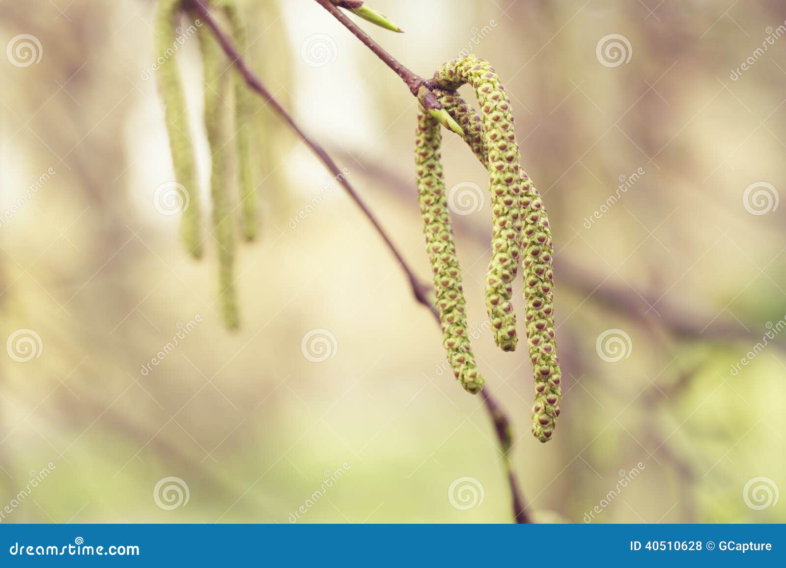 Birch catkins buds on tree stock photo. Image of natural - 40510628
