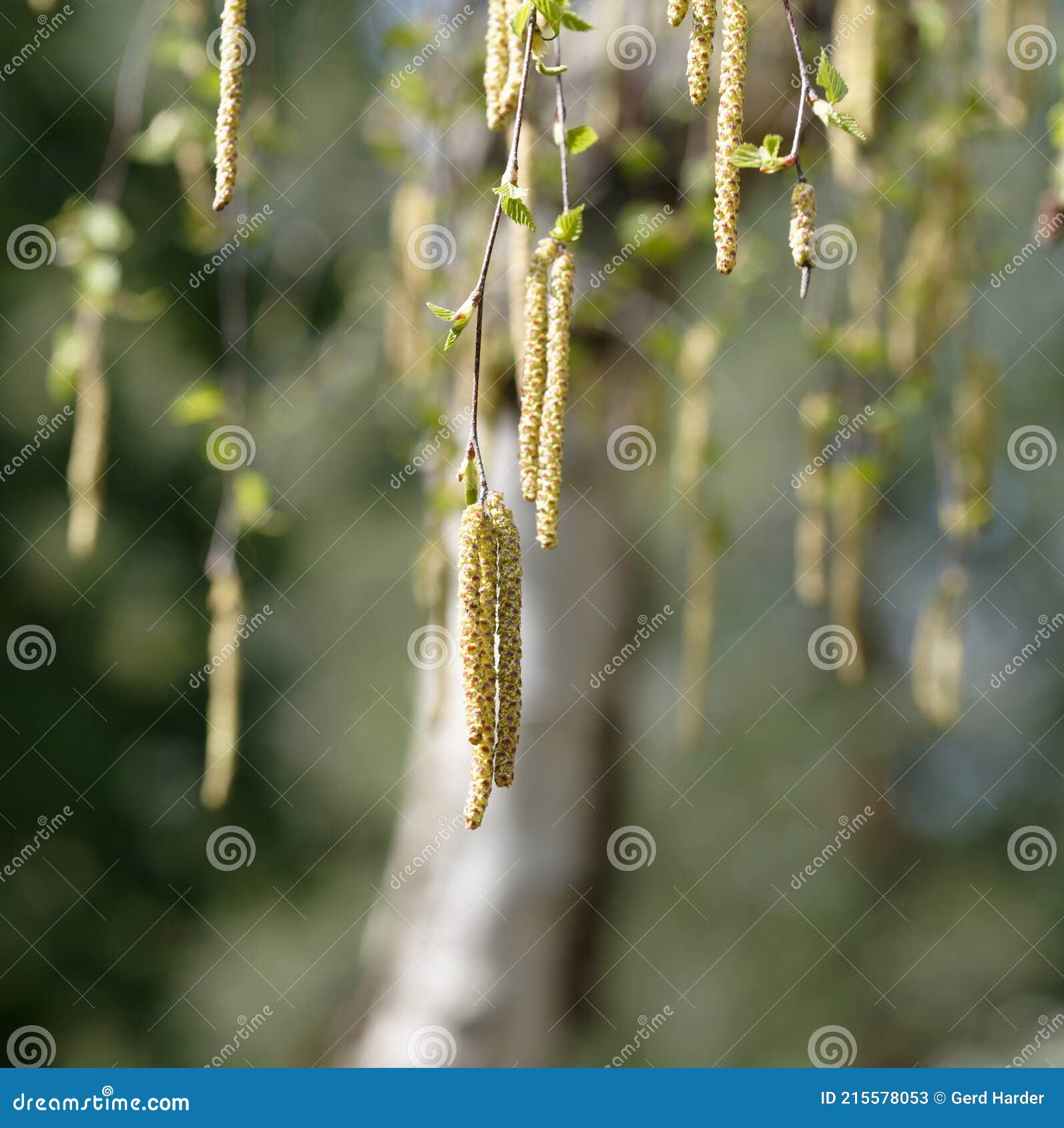 Birch Catkins Hanging on a Branch Stock Image - Image of catkin, forest ...