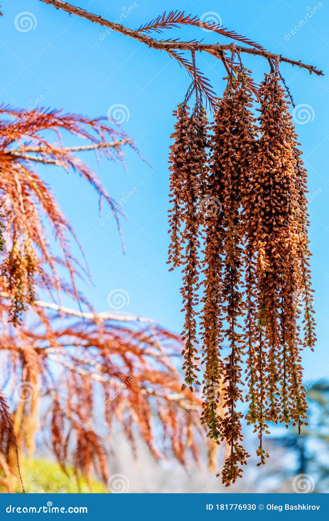 Birch Catkins, Seeds on a Tree, a Spring Tree, Catkins are Blooming ...