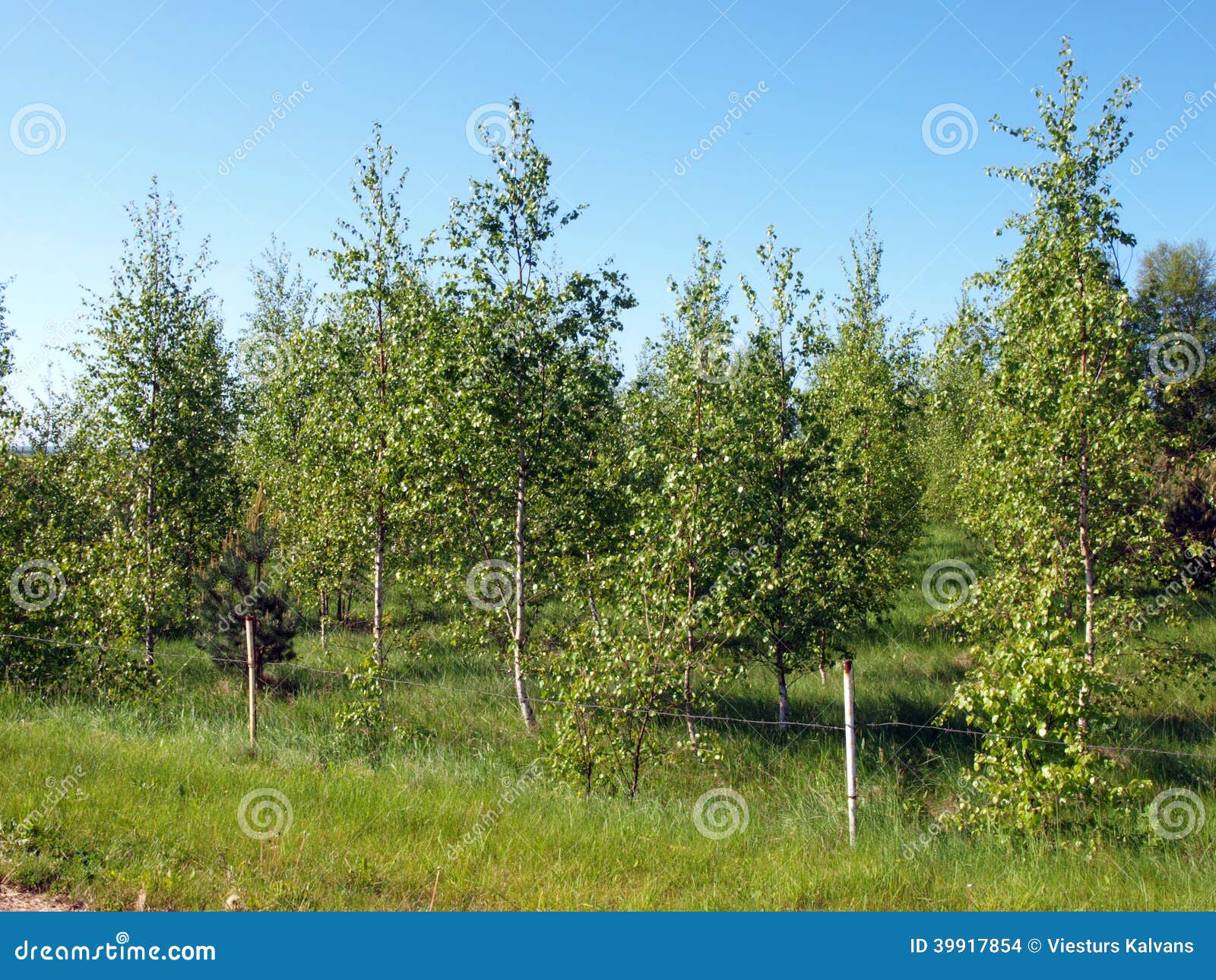 Birch coppice stock photo. Image of plant, renew, country - 39917854