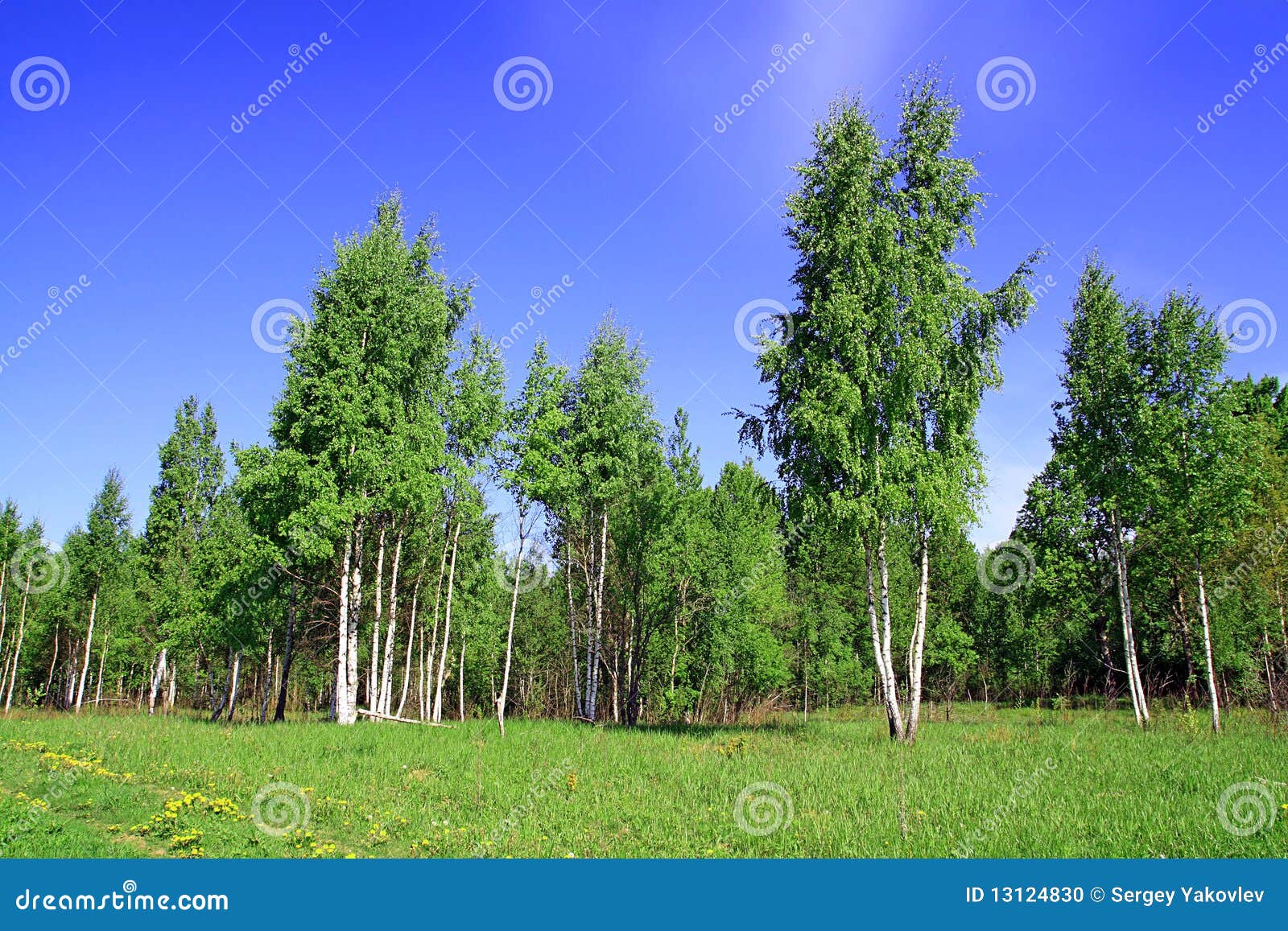 Birch copse stock photo. Image of green, leaving, grove - 13124830