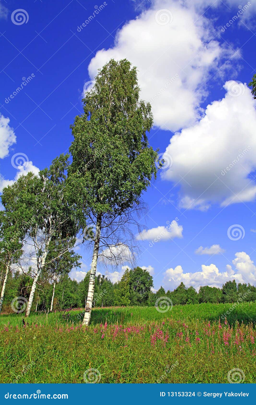 Birch copse stock photo. Image of land, environment, boskage - 13153324