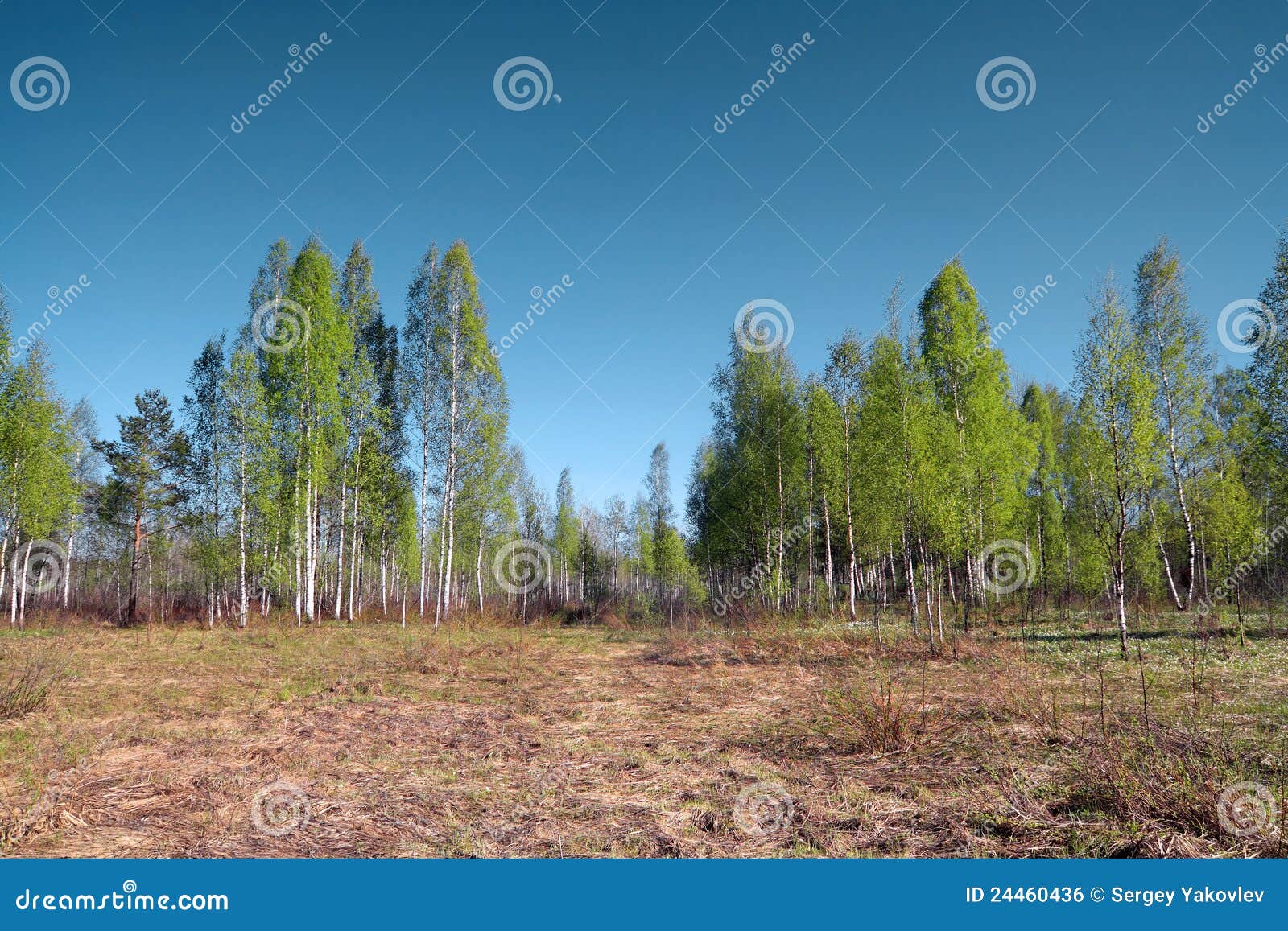 Birch copse stock photo. Image of forest, landscape, deciduous - 24460436