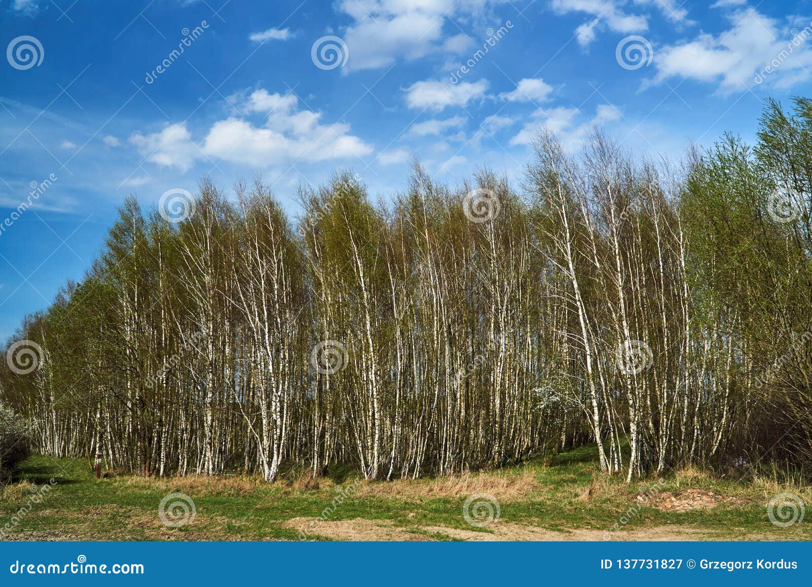 Birch copse during spring stock image. Image of cloud - 137731827