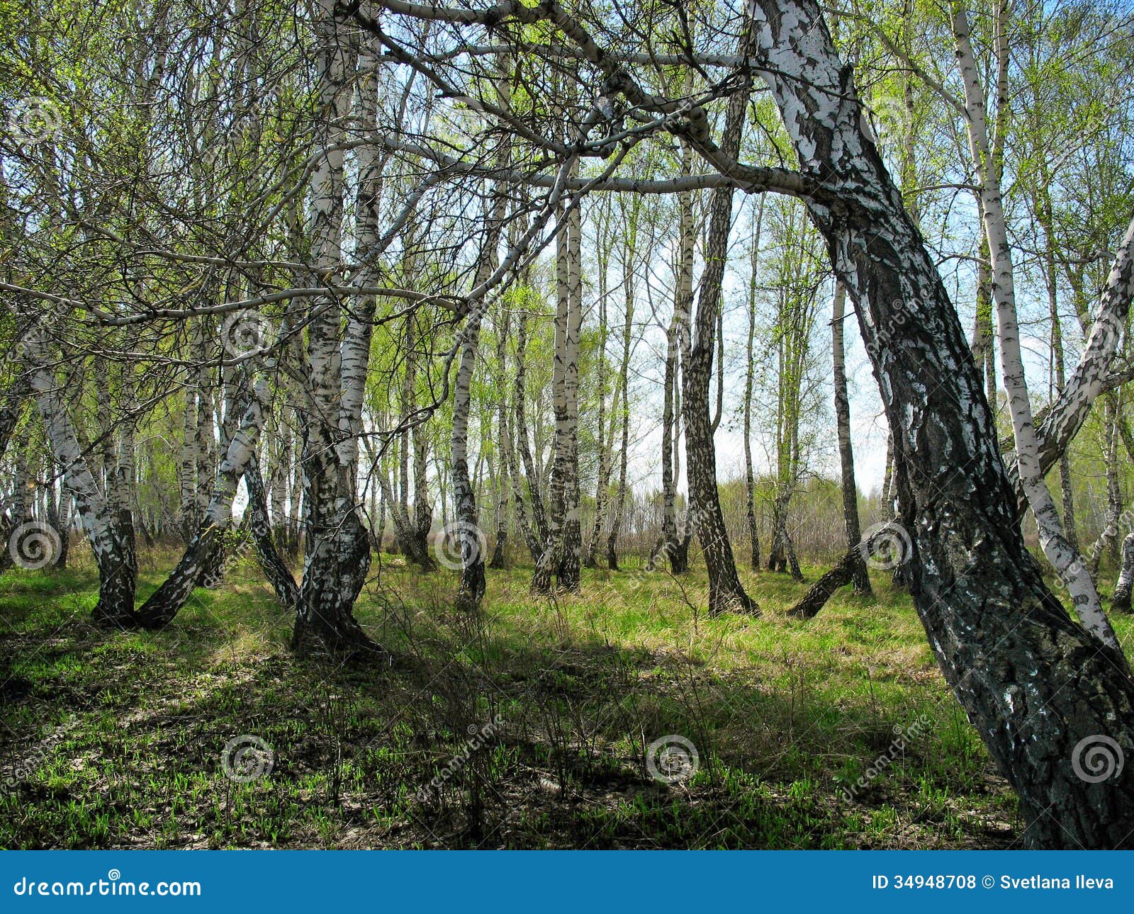 Birch Copse. Spring Landscape Stock Photo - Image of view, natural ...