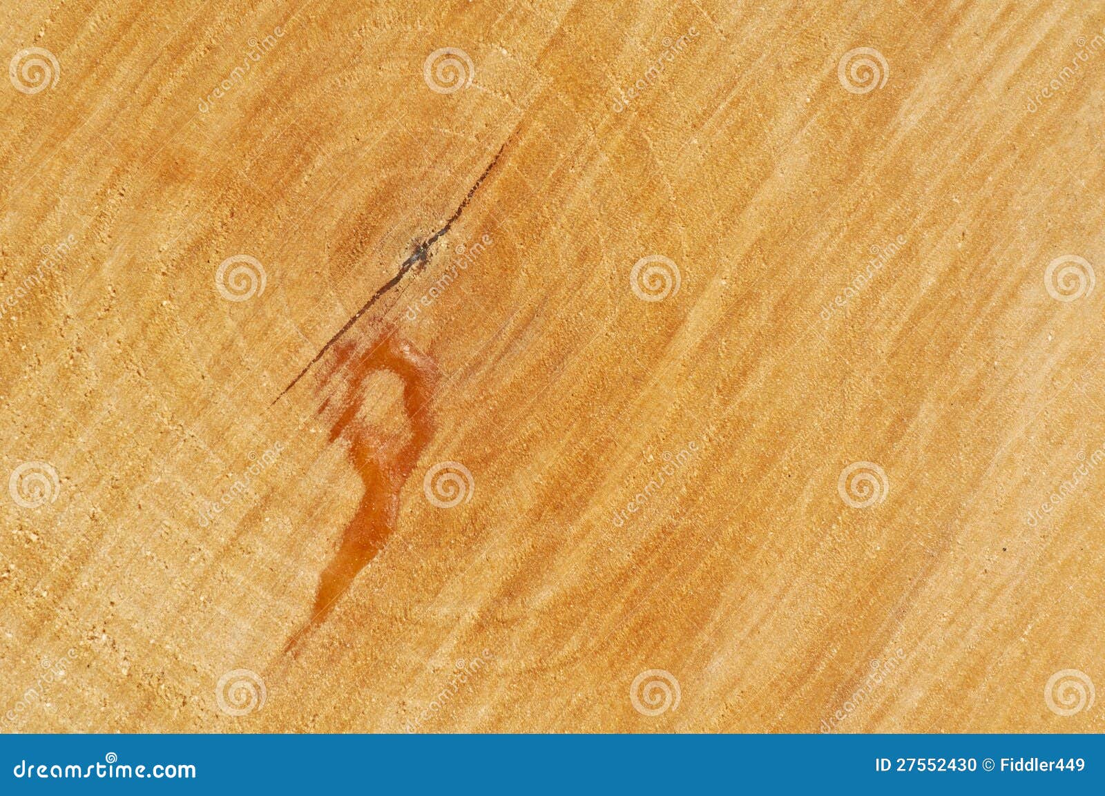 Birch cross section stock photo. Image of abstract, birch - 27552430