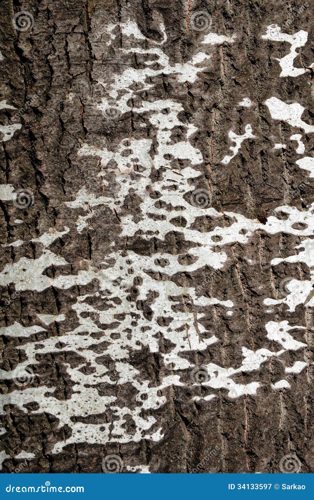 Birch stock image. Image of white, background, detail - 34133597