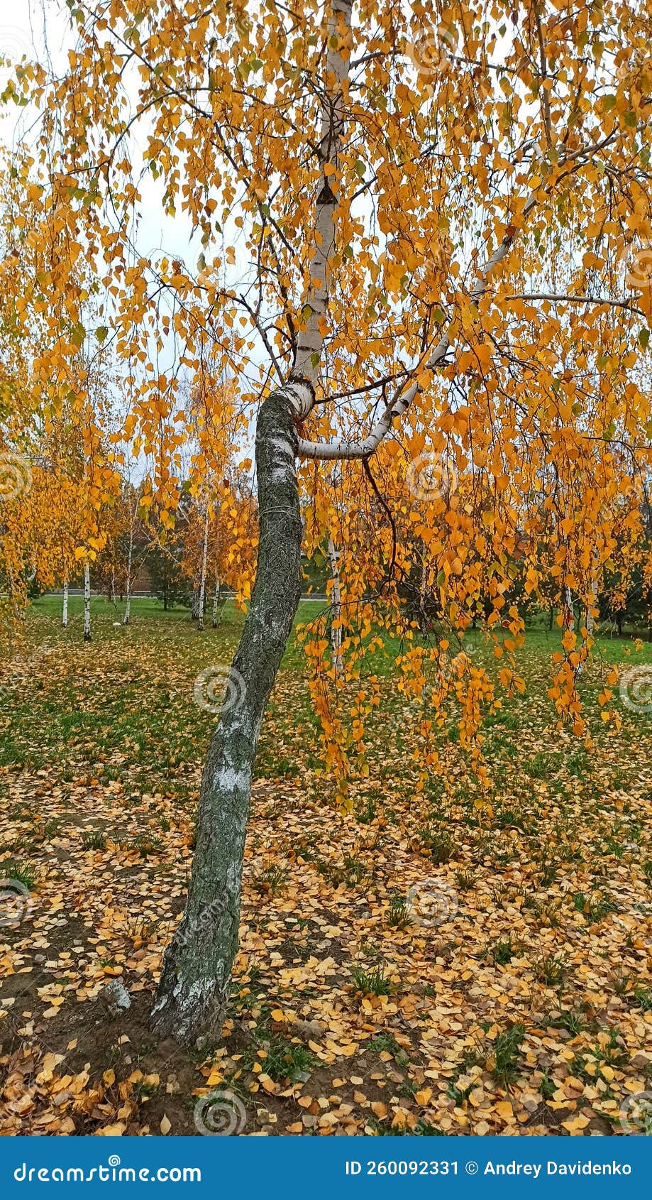 Birch dressed up in autumn stock image. Image of sensation - 260092331