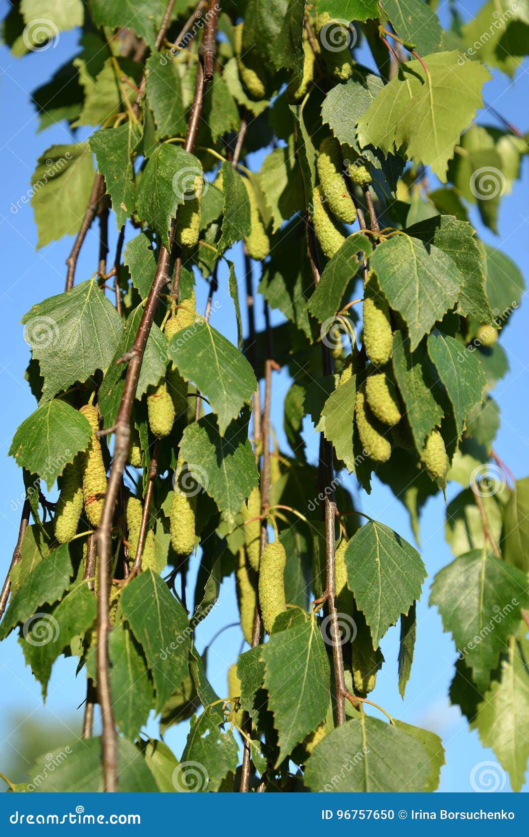 Birch Drooping Warty Betula Pendula Roth. Branches with Green Earrings ...