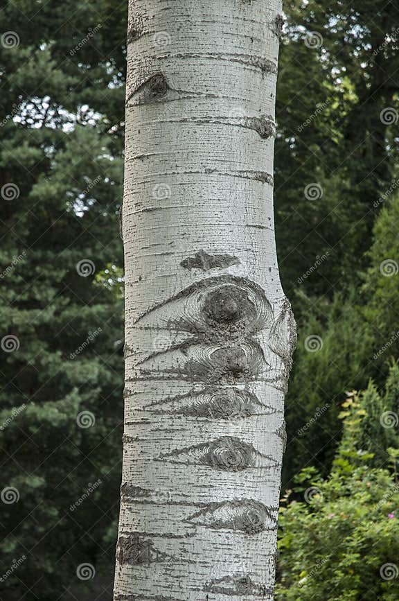 Birch eyes stock image. Image of trunk, nature, growth - 37283827