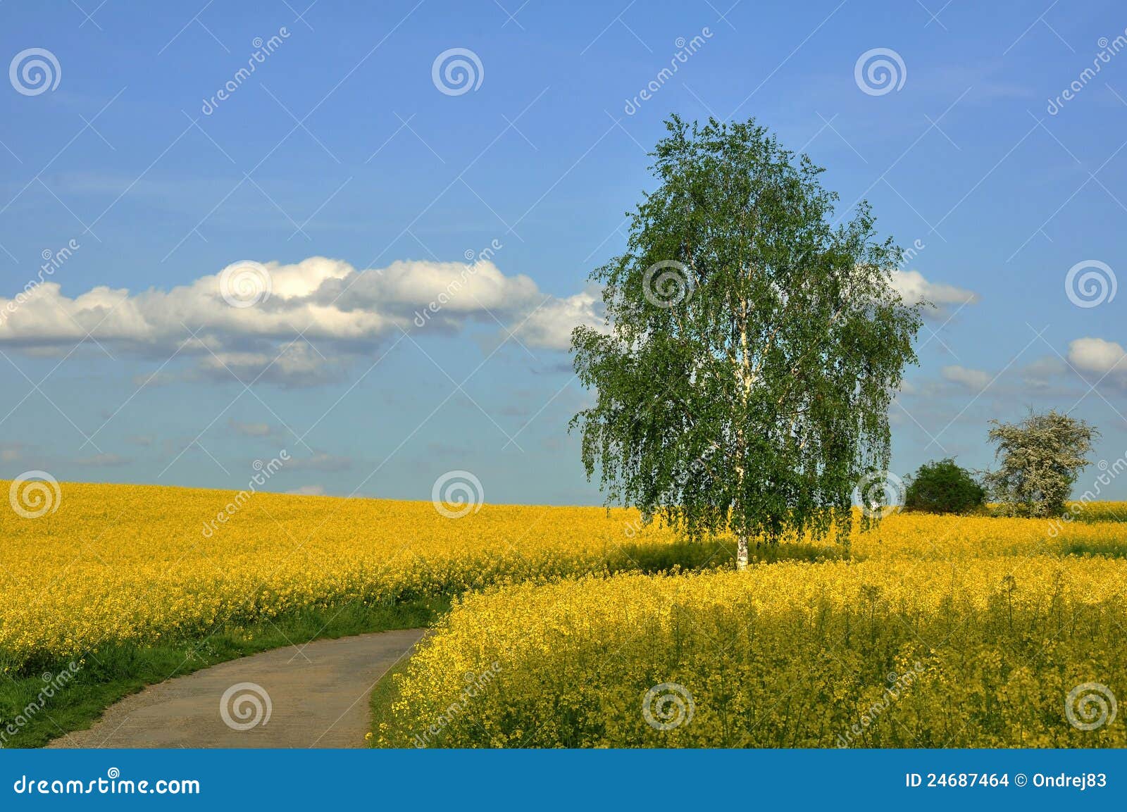 Birch in the field stock photo. Image of plant, countryside - 24687464