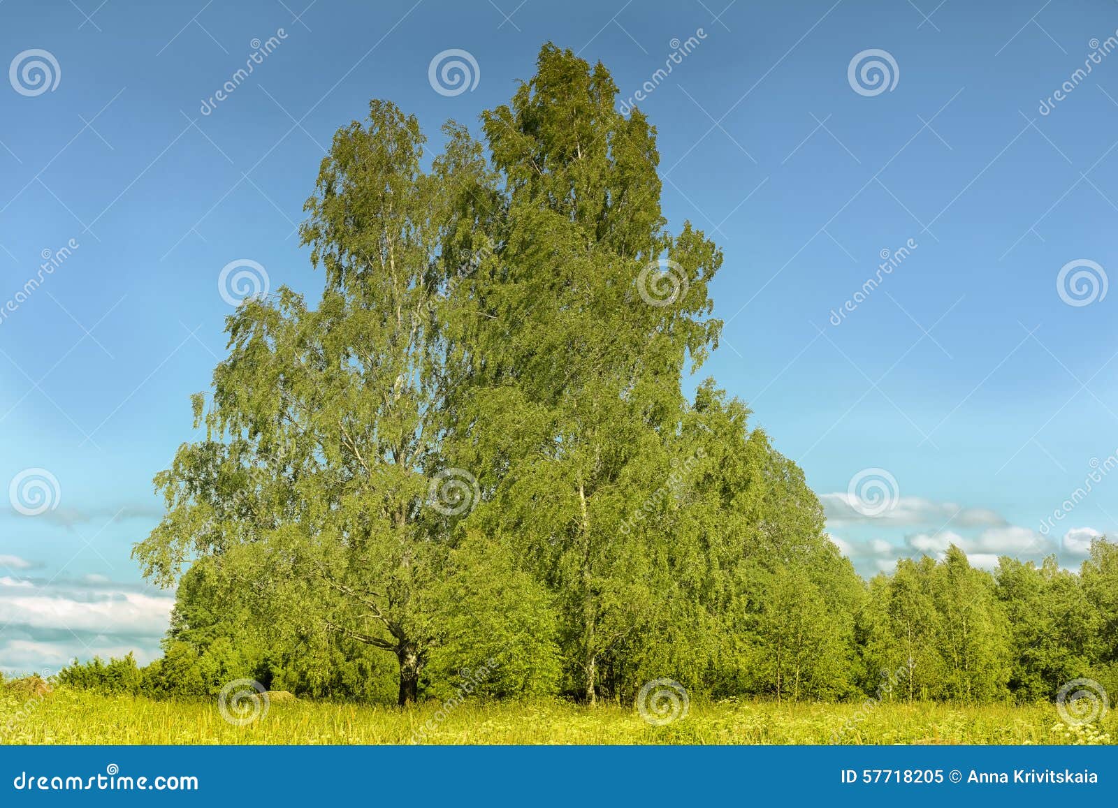 Birch in the field stock image. Image of plant, autumn - 57718205