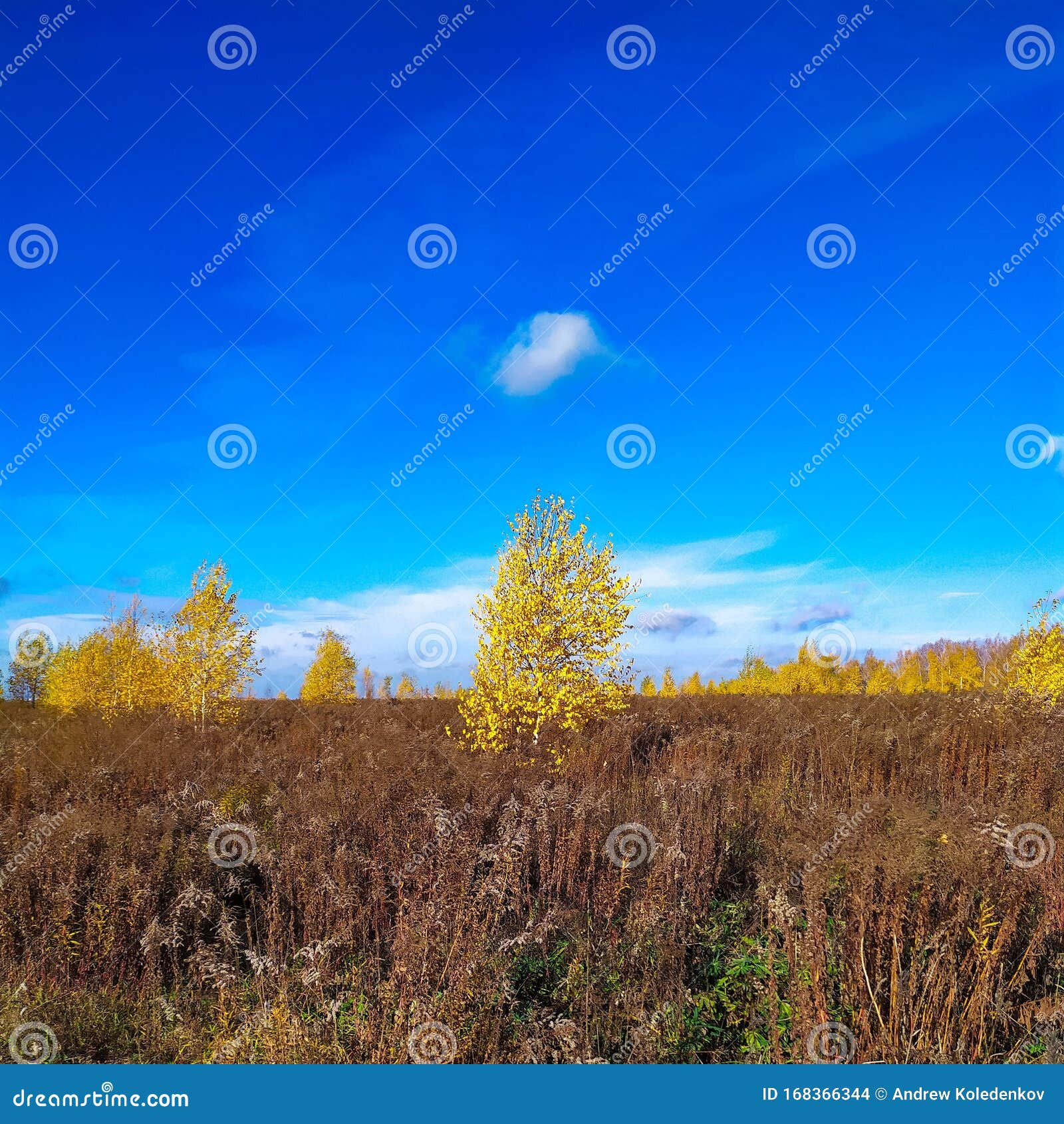 Birch field autumn stock photo. Image of russia, birch - 168366344