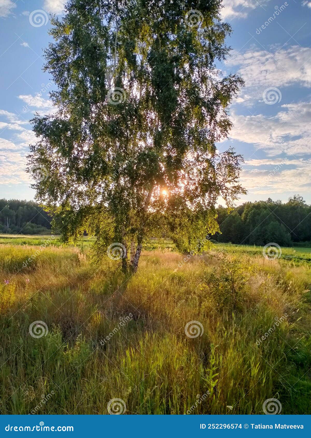 Birch in the field stock photo. Image of background - 252296574