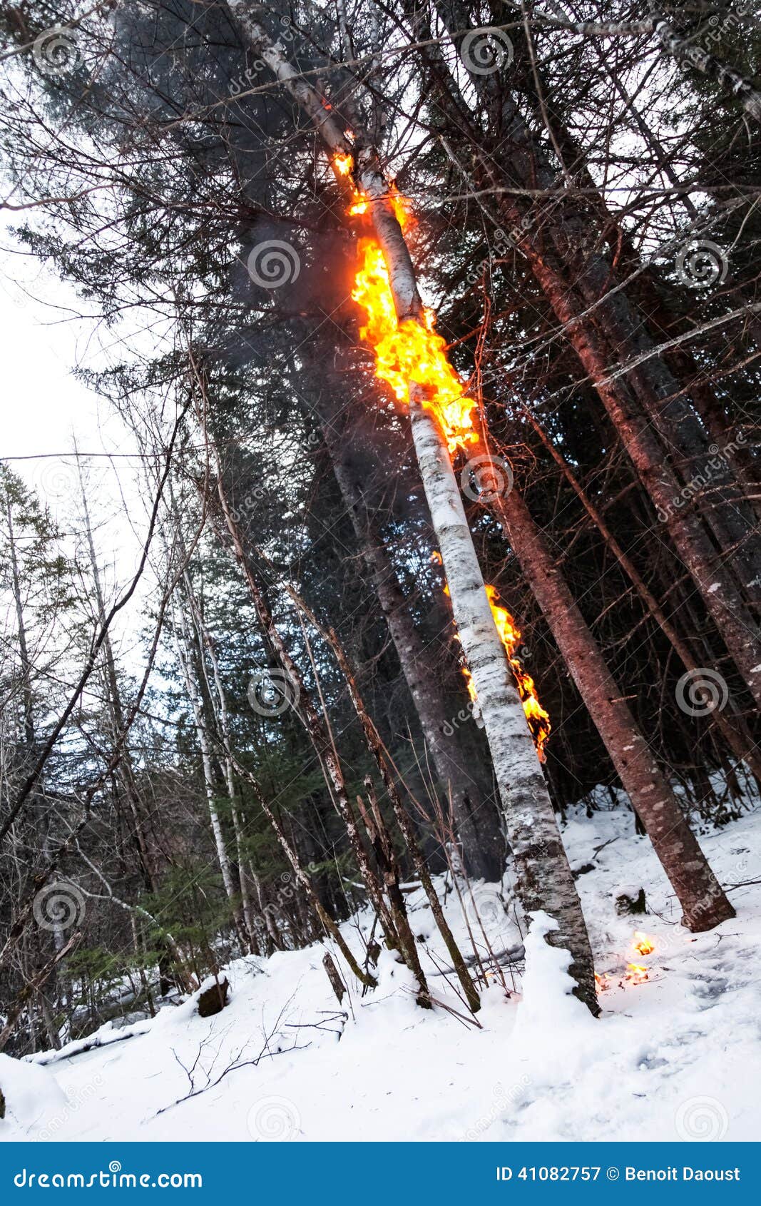 Birch on Fire after after a Lightning Stock Image - Image of branch ...