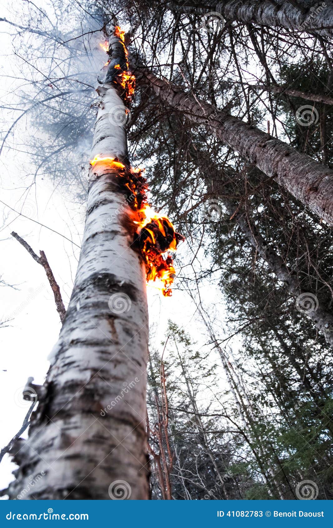 Birch on Fire after after a Lightning Stock Image - Image of flaming ...