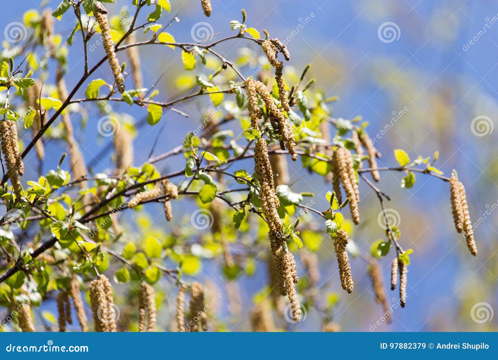 Birch flowers in nature stock image. Image of natural - 97882379