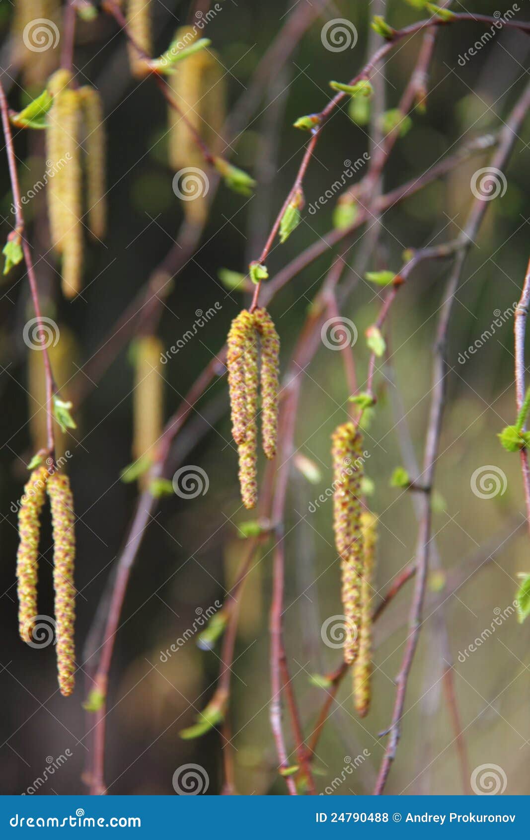 Birch flowers. Spring. stock photo. Image of flower, hanging - 24790488
