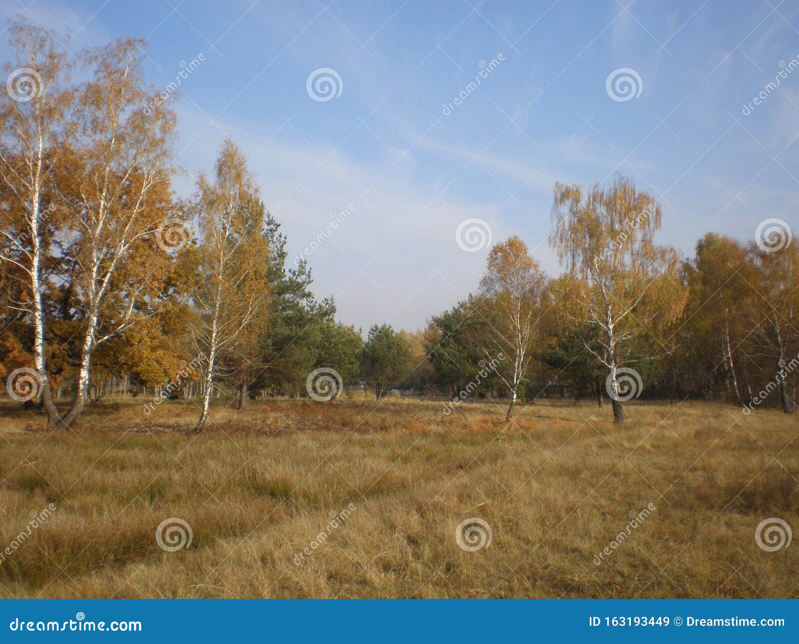 Birch in the Foreground,path, Forest Behind the Birch, Autumn, Tree ...