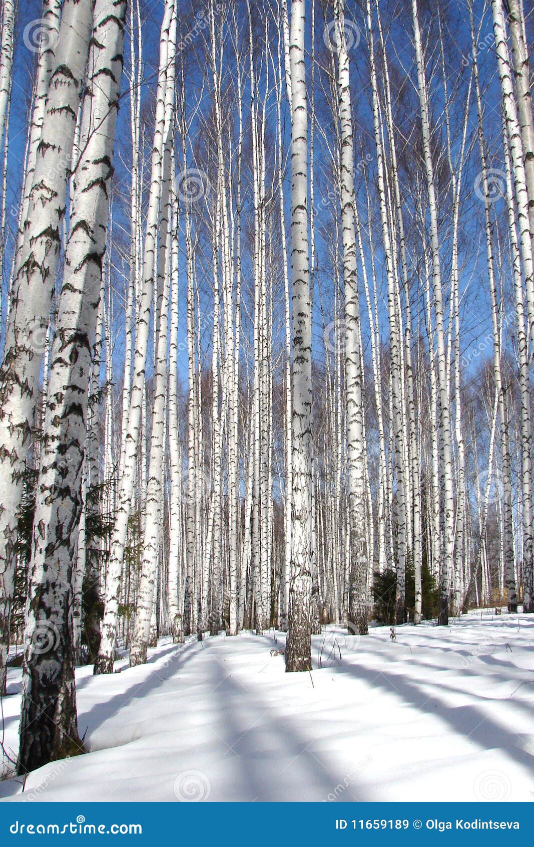Birch forest stock image. Image of slim, bright, tree - 11659189