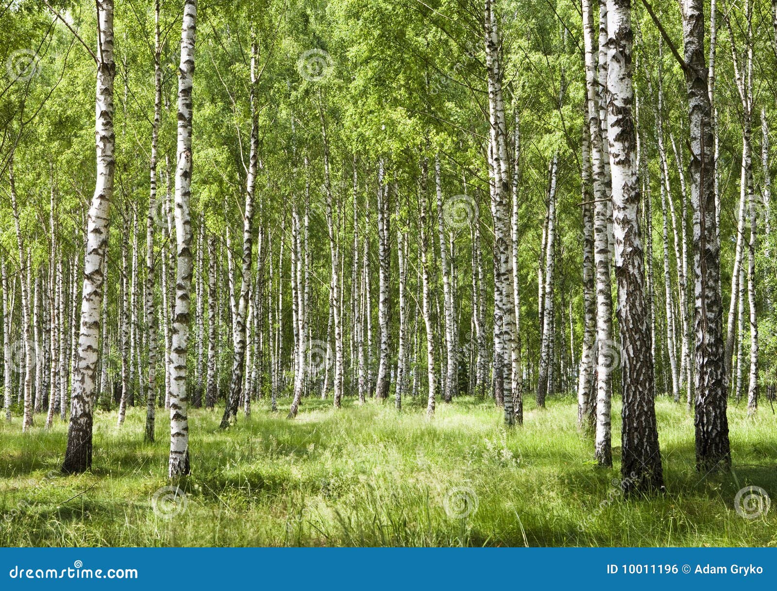 Birch forest 2 stock photo. Image of serene, sunny, life - 10011196