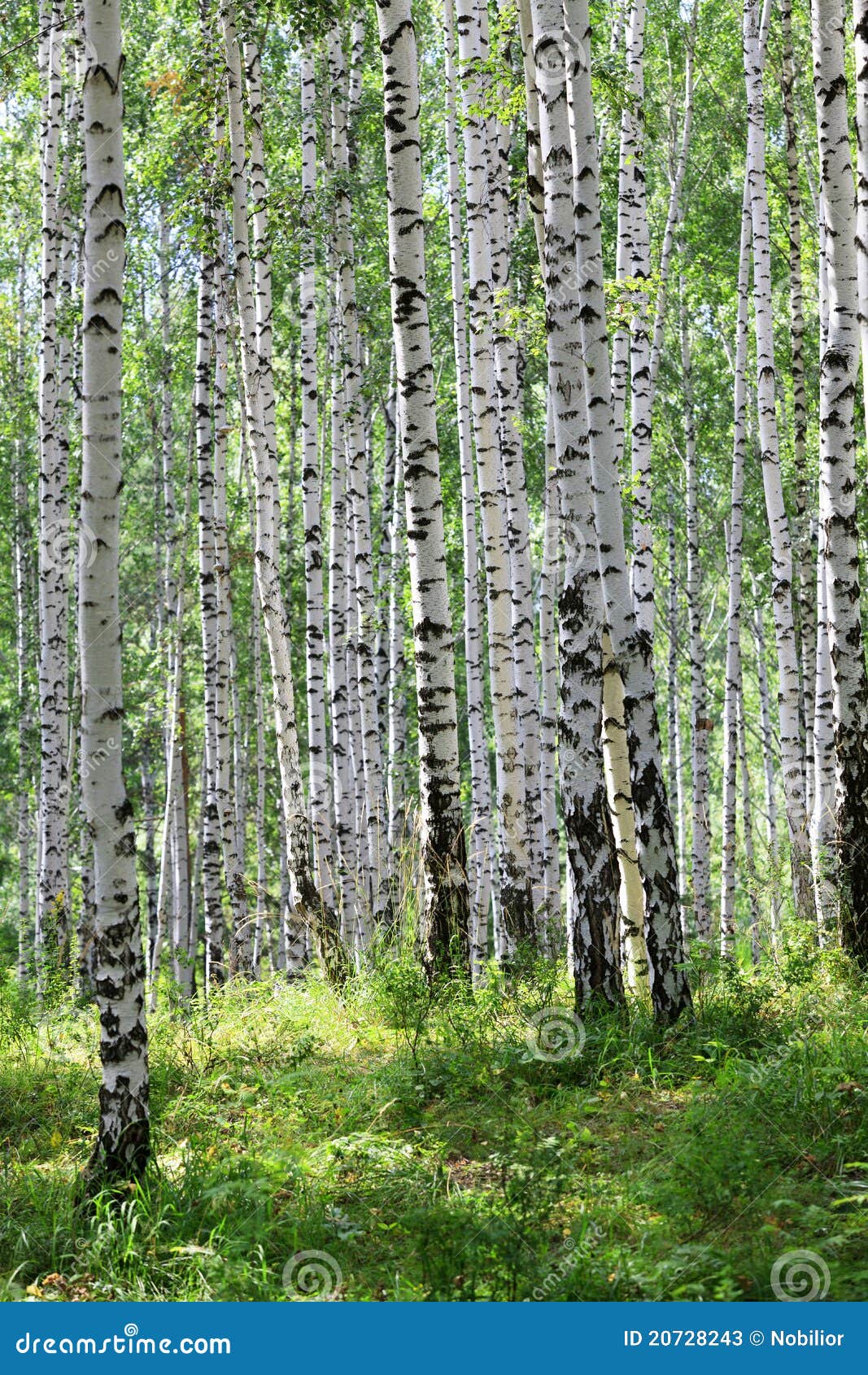 Birch forest stock image. Image of forest, green, rural - 20728243