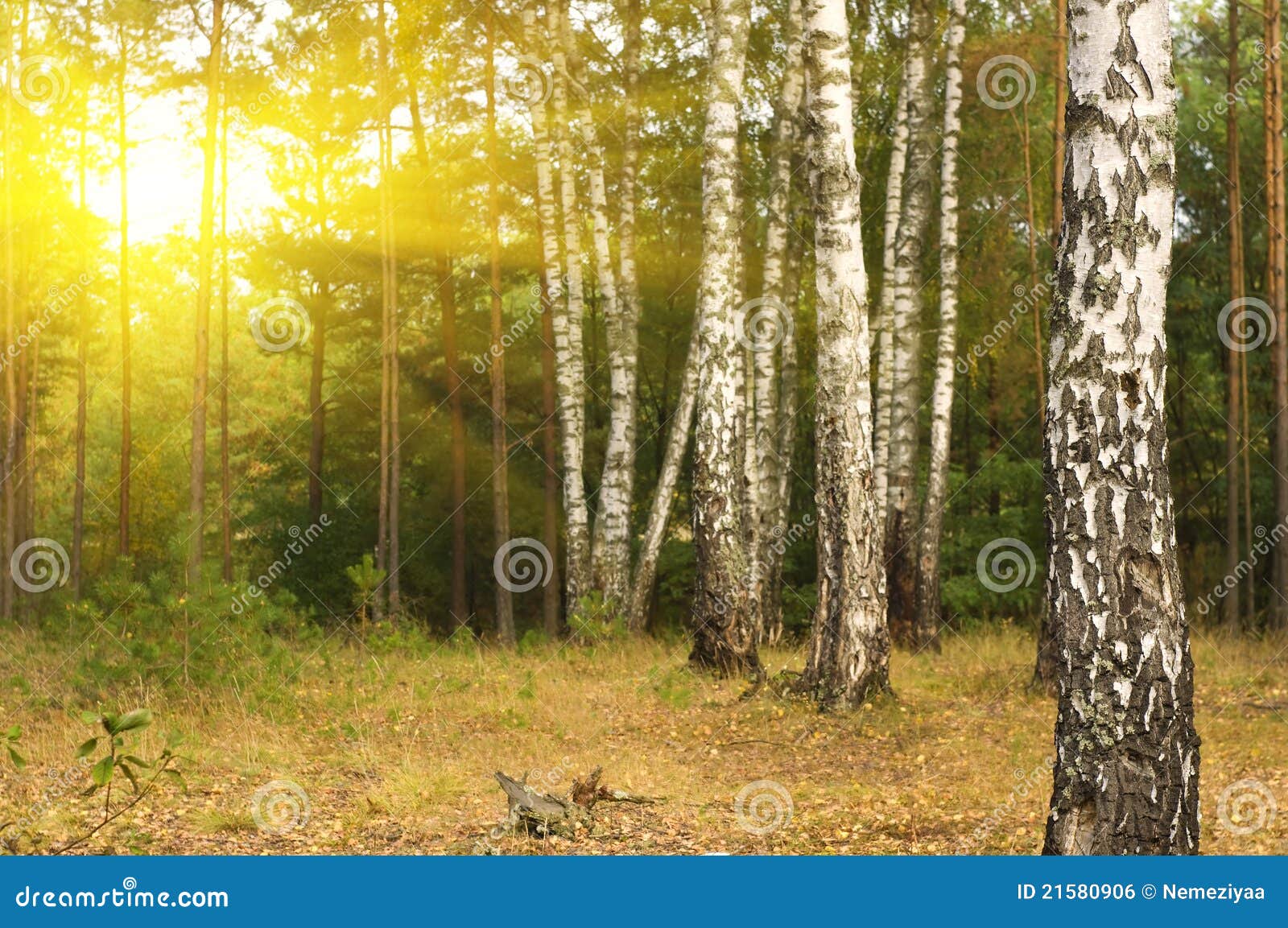 Birch forest. stock photo. Image of environmental, birch - 21580906