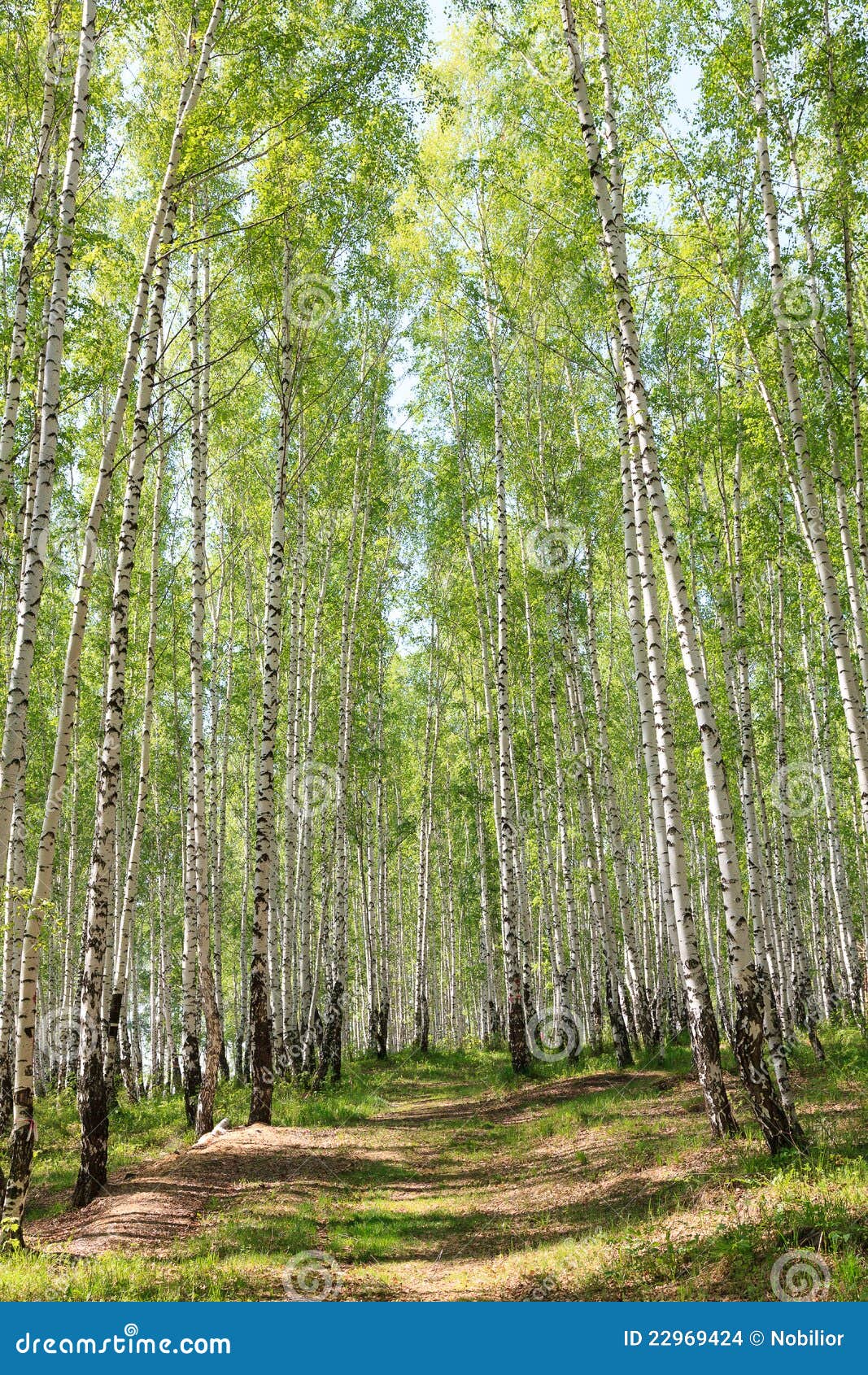 Birch forest stock photo. Image of russia, greenwood - 22969424