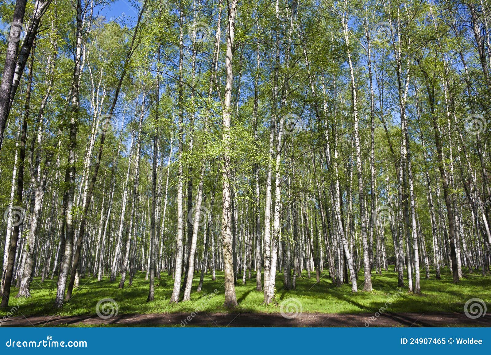 Birch forest stock image. Image of harmony, light, foliage - 24907465