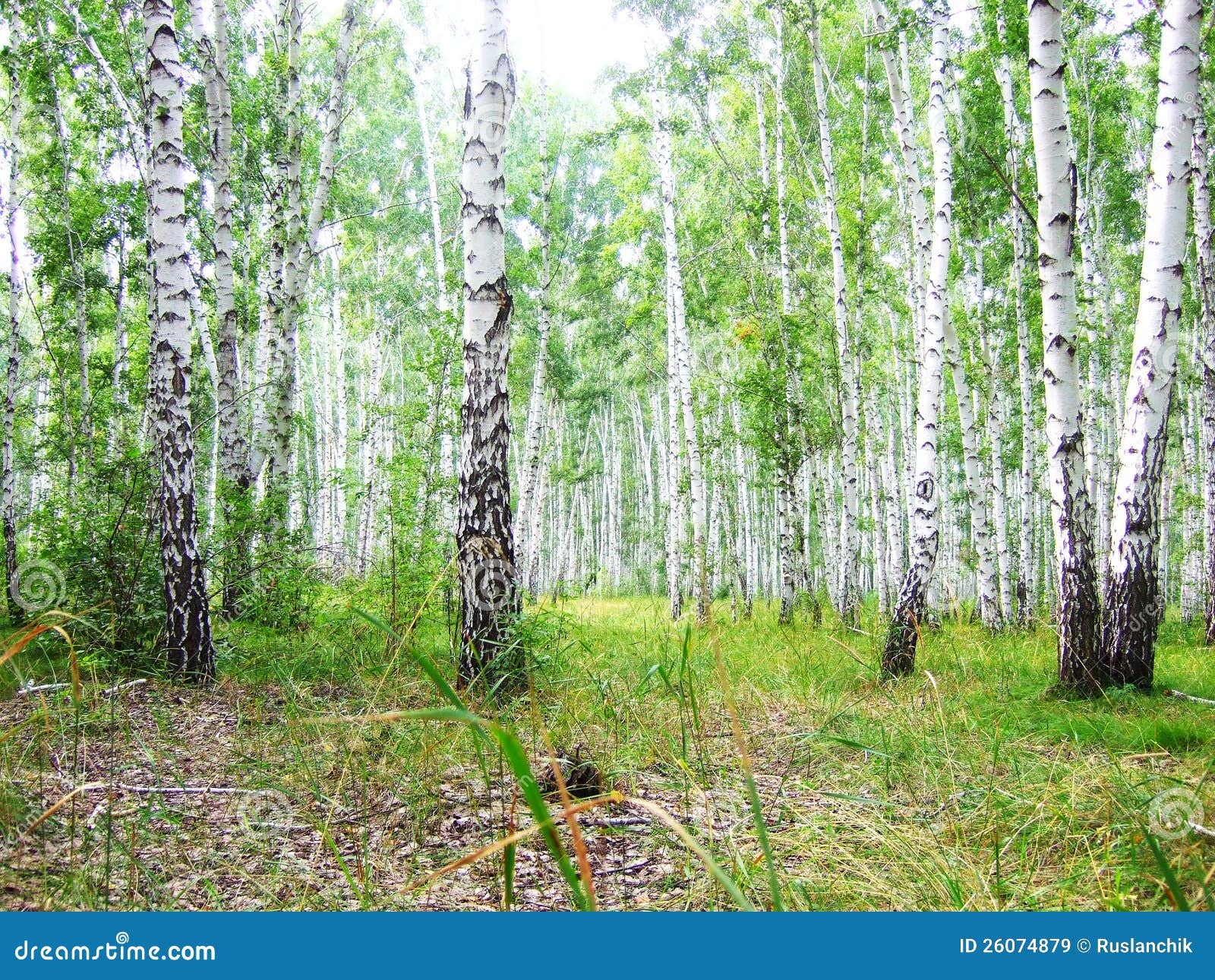Birch forest stock image. Image of foliage, green, outdoors - 26074879