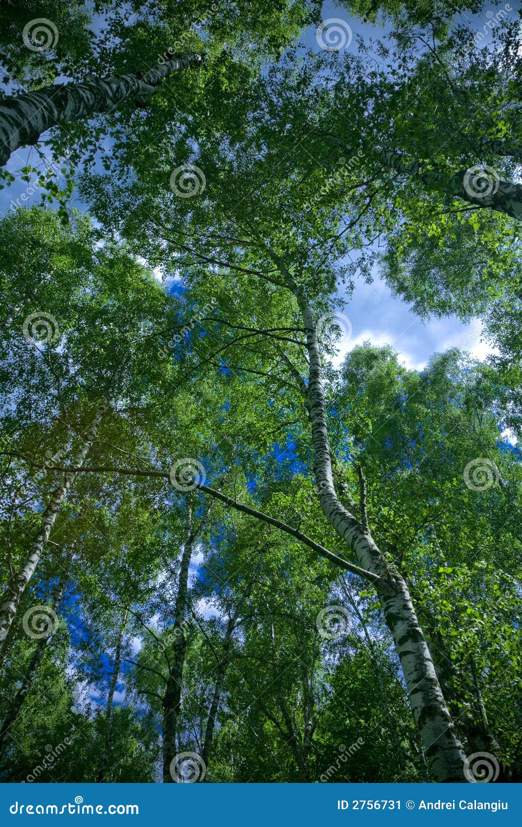 Birch forest stock image. Image of trunk, forest, woods - 2756731