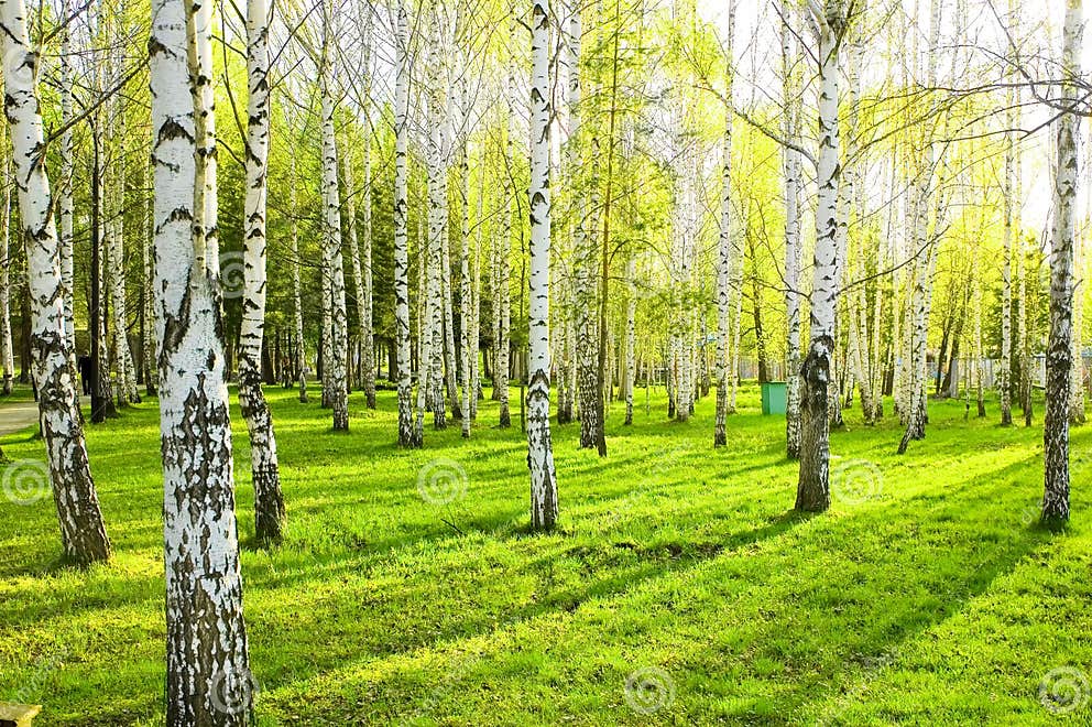 Birch forest stock photo. Image of wild, trees, season - 5408778