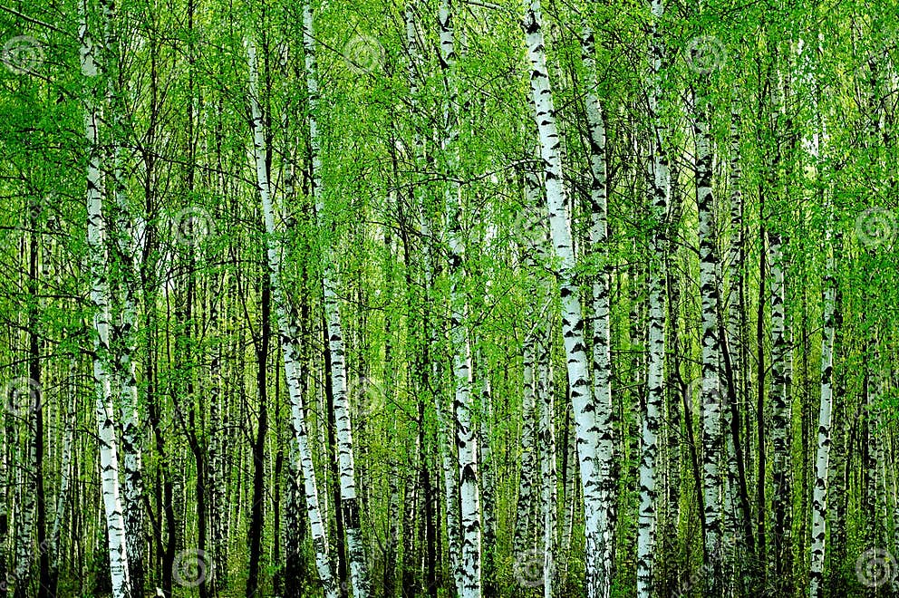 Birch forest stock image. Image of freedom, deciduous - 5737021