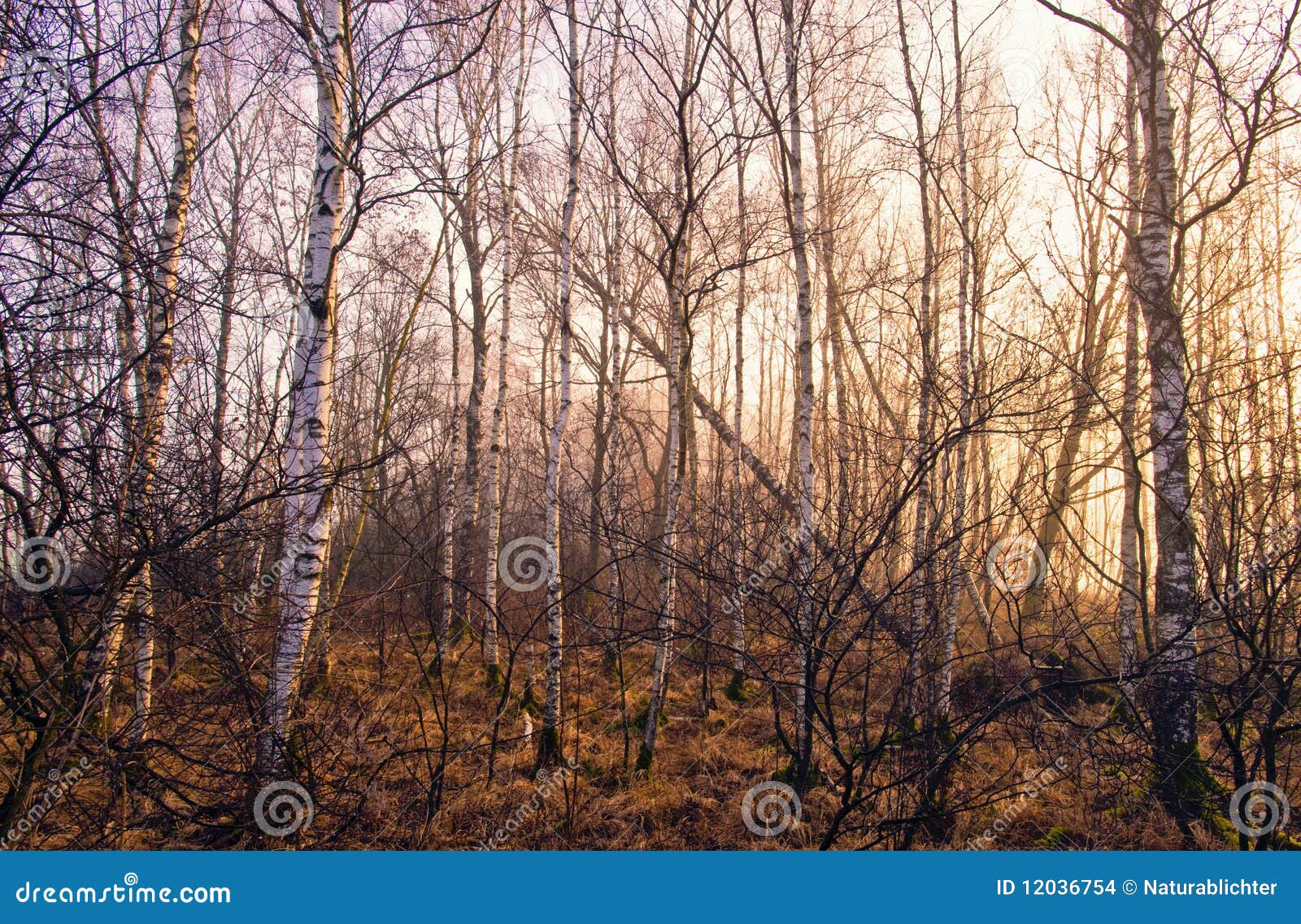 Birch forest in autumn stock photo. Image of nature, forest - 12036754
