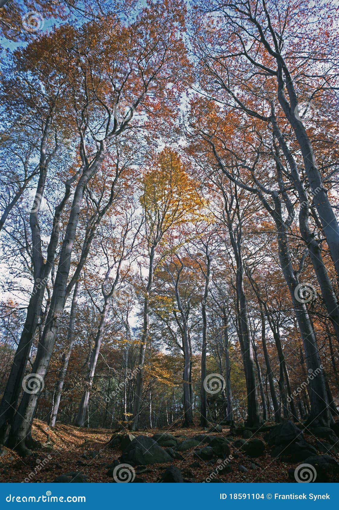 Birch forest in autumn stock photo. Image of sheet, lighting - 18591104