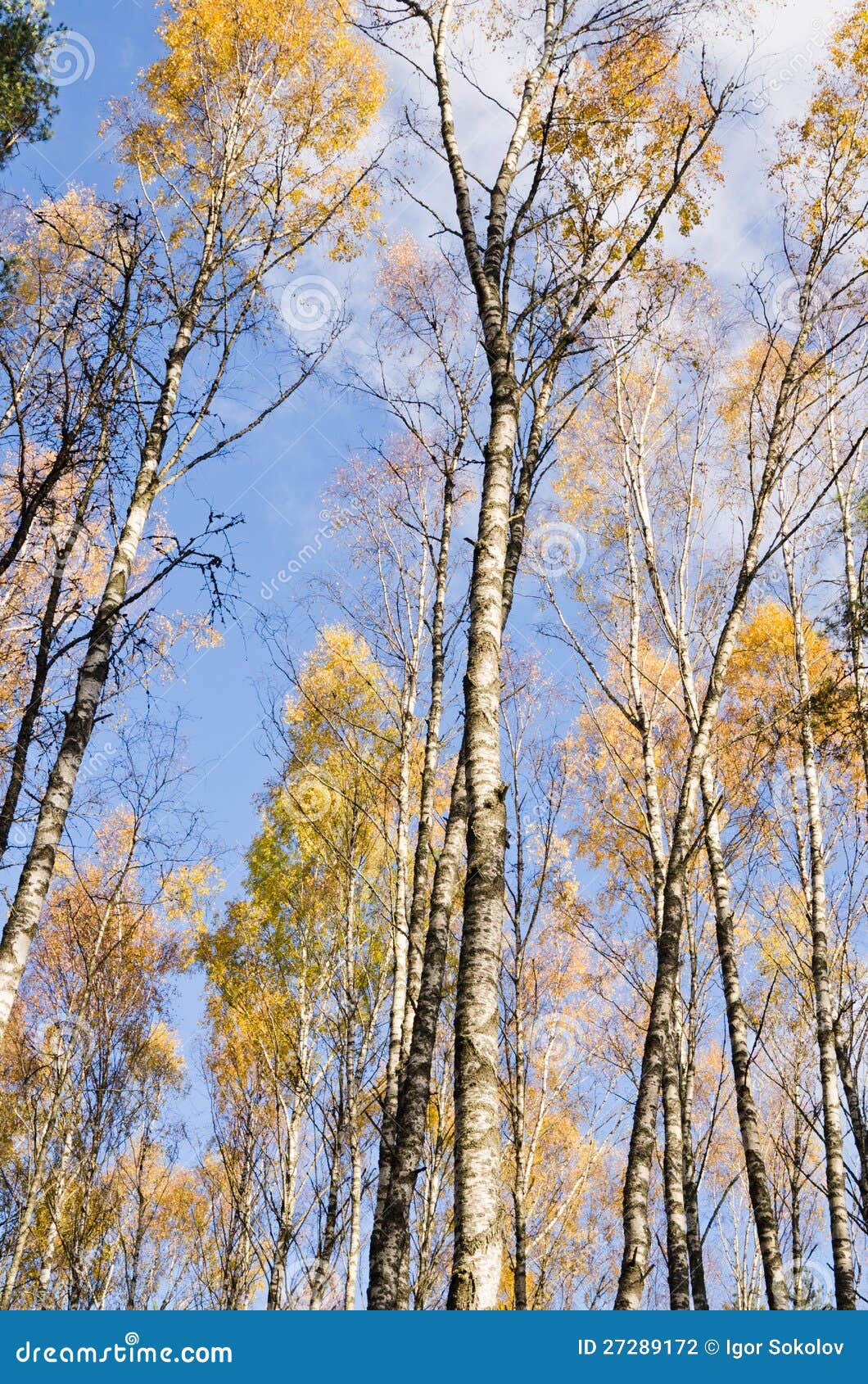 Birch forest in autumn stock photo. Image of plant, foliage - 27289172