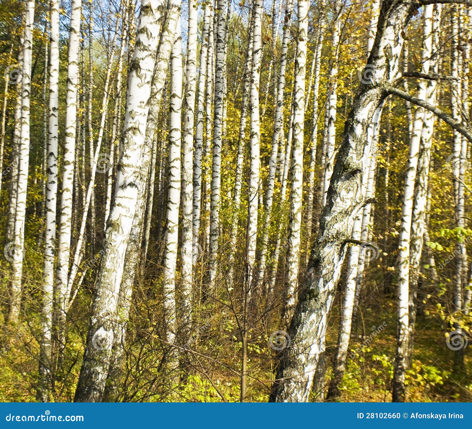 Birch forest in autumn stock photo. Image of tree, forest - 28102660