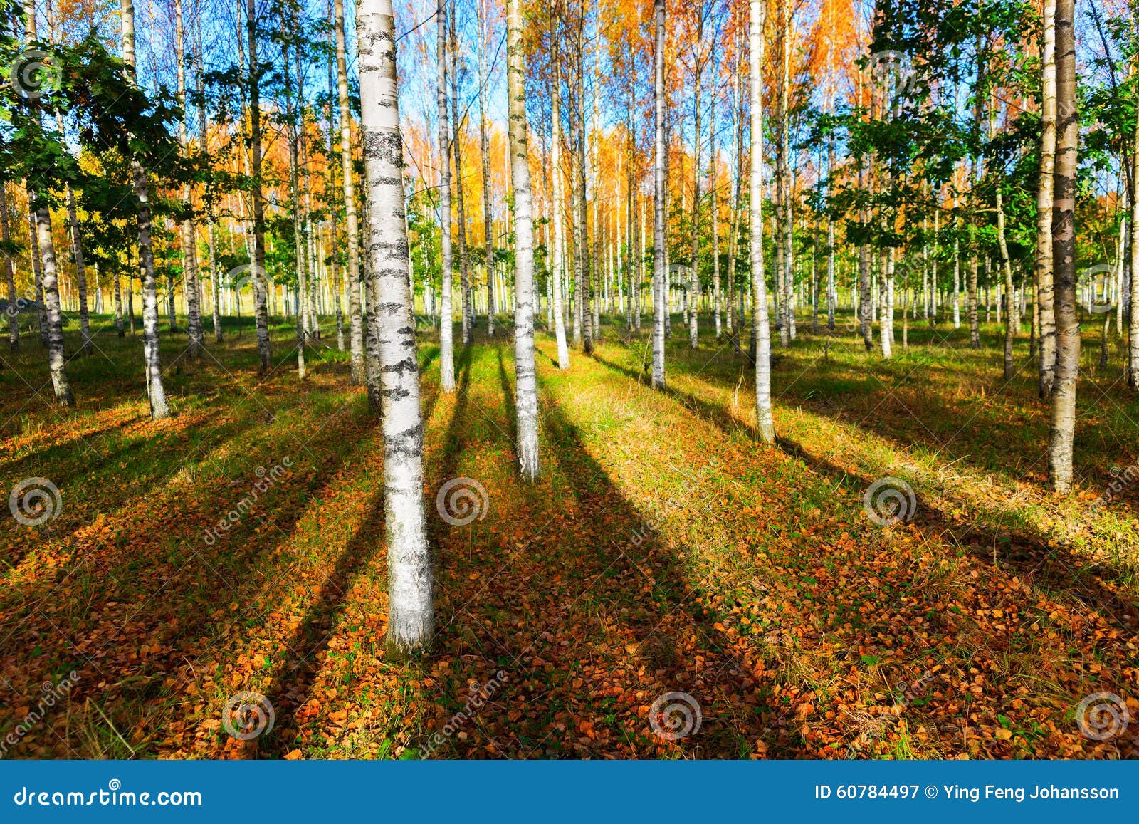 Birch forest in autumn stock image. Image of white, fall - 60784497